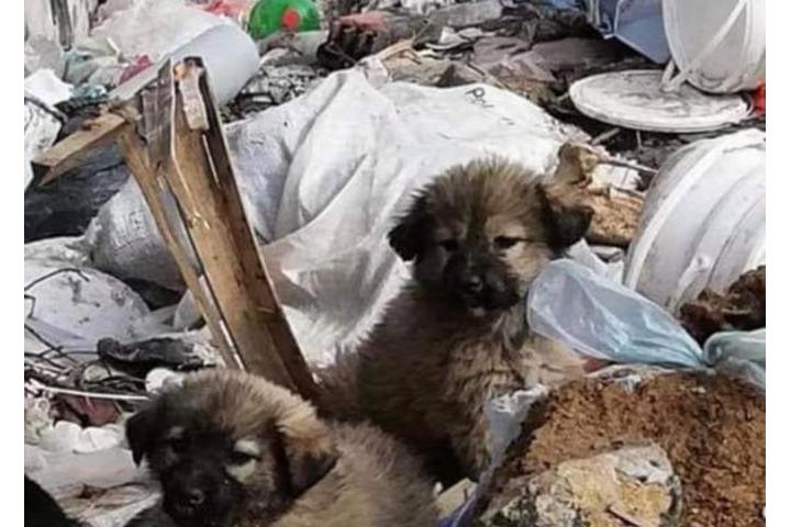 Forever Home For Stray Dogs - Grupo Teaming